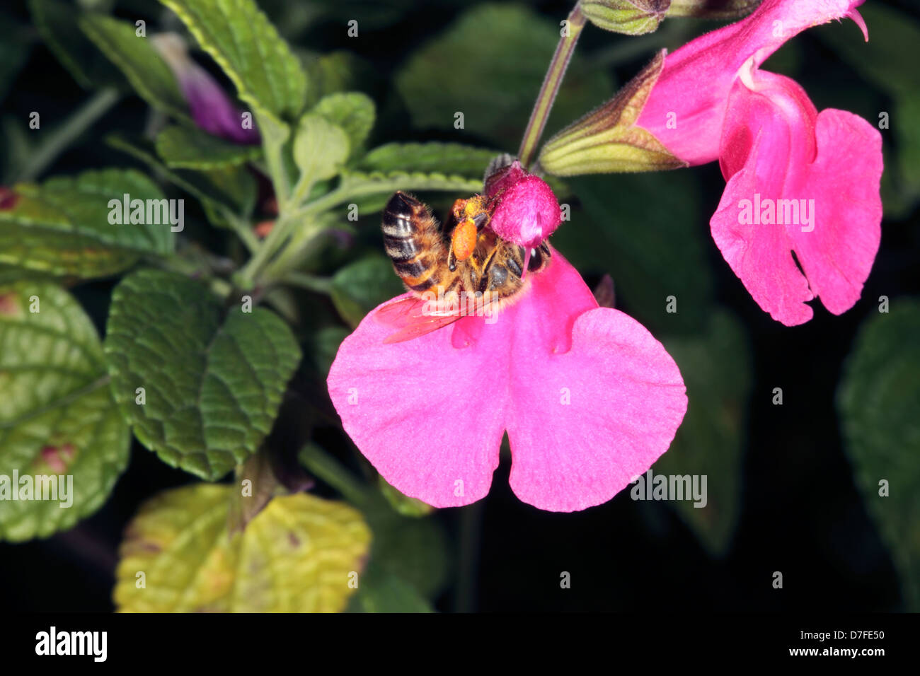 Close-up Honey Bee [Apis mellifera] collecting pollen from Baby/Graham ...