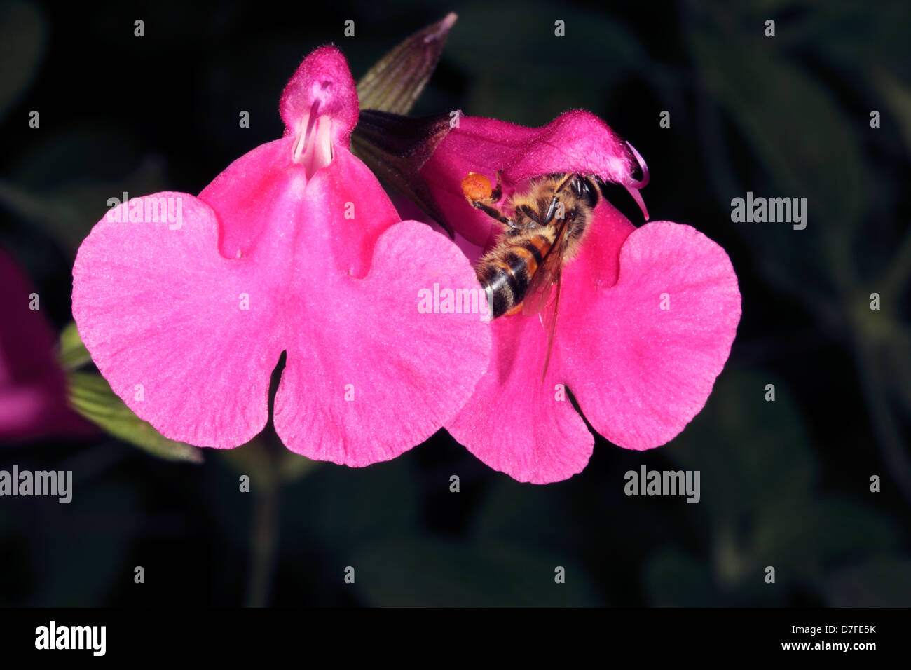 Salvia microphylla apis mellifera hi-res stock photography and images ...
