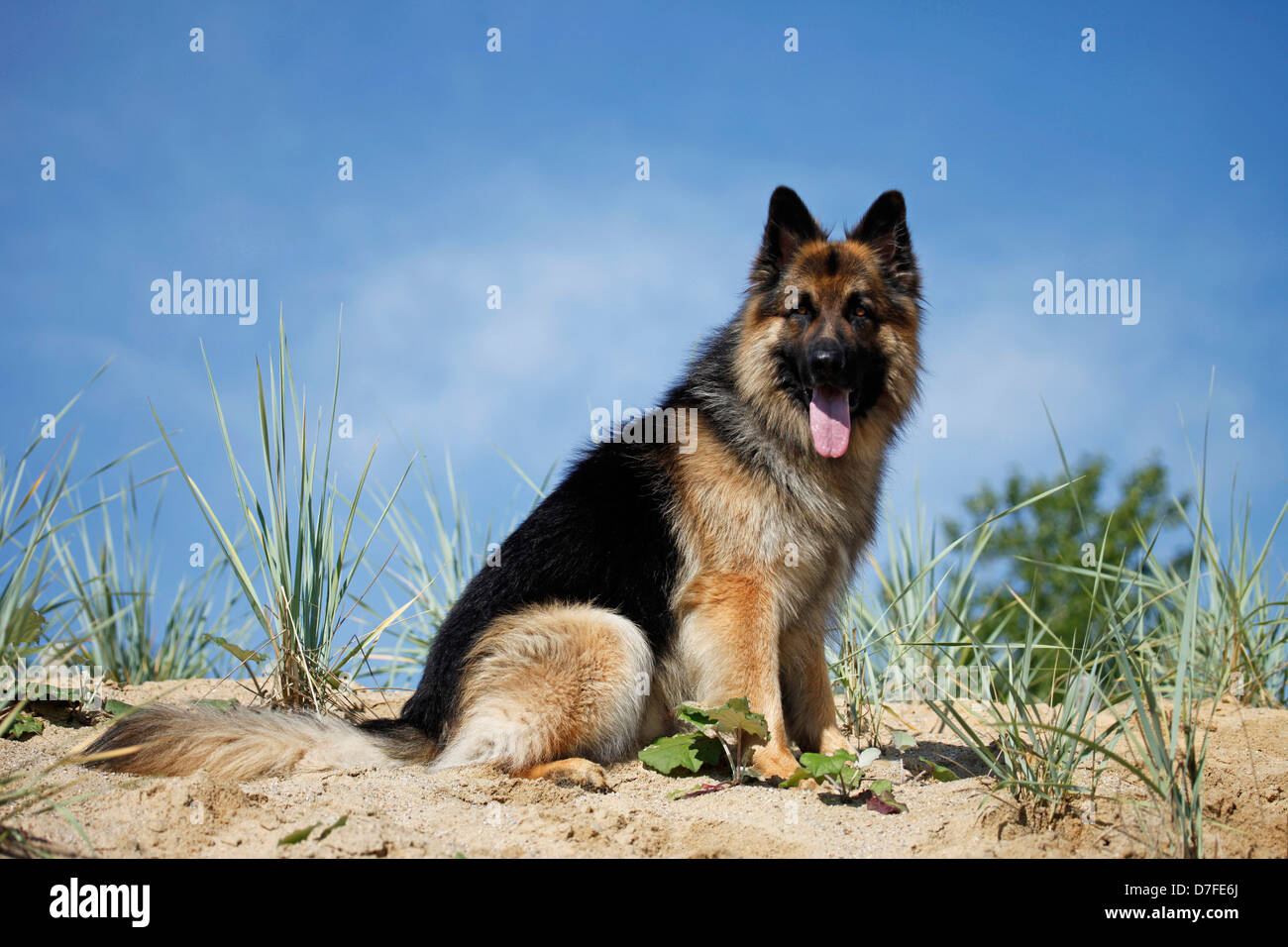 sitting German Shepherd Stock Photo - Alamy