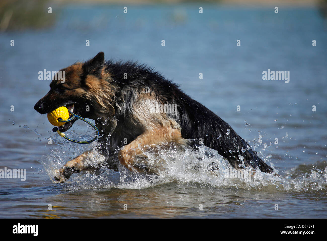 playing German Shepherd Stock Photo - Alamy