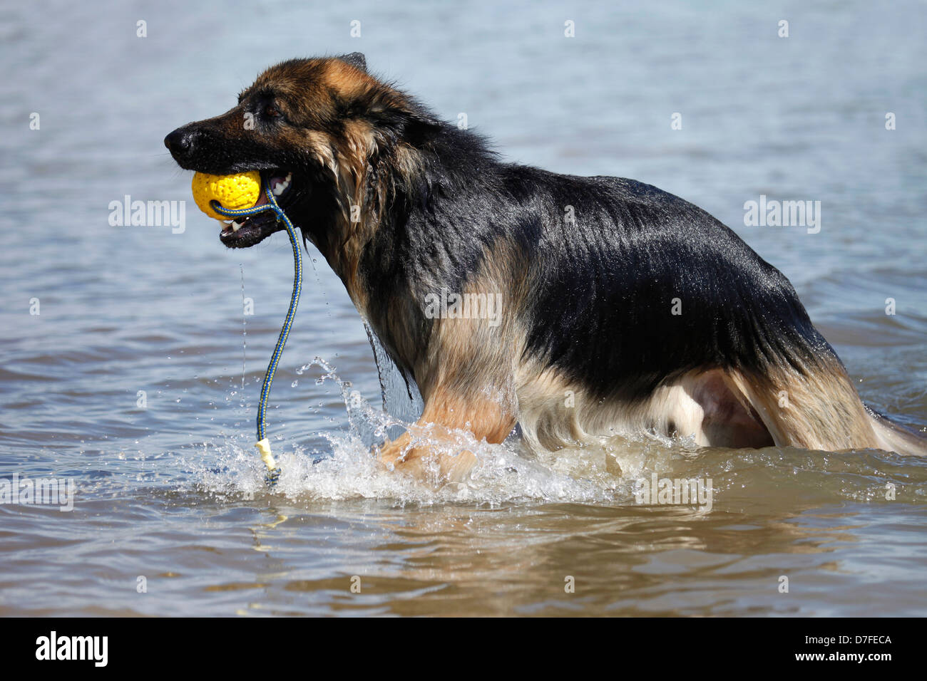 playing German Shepherd Stock Photo - Alamy