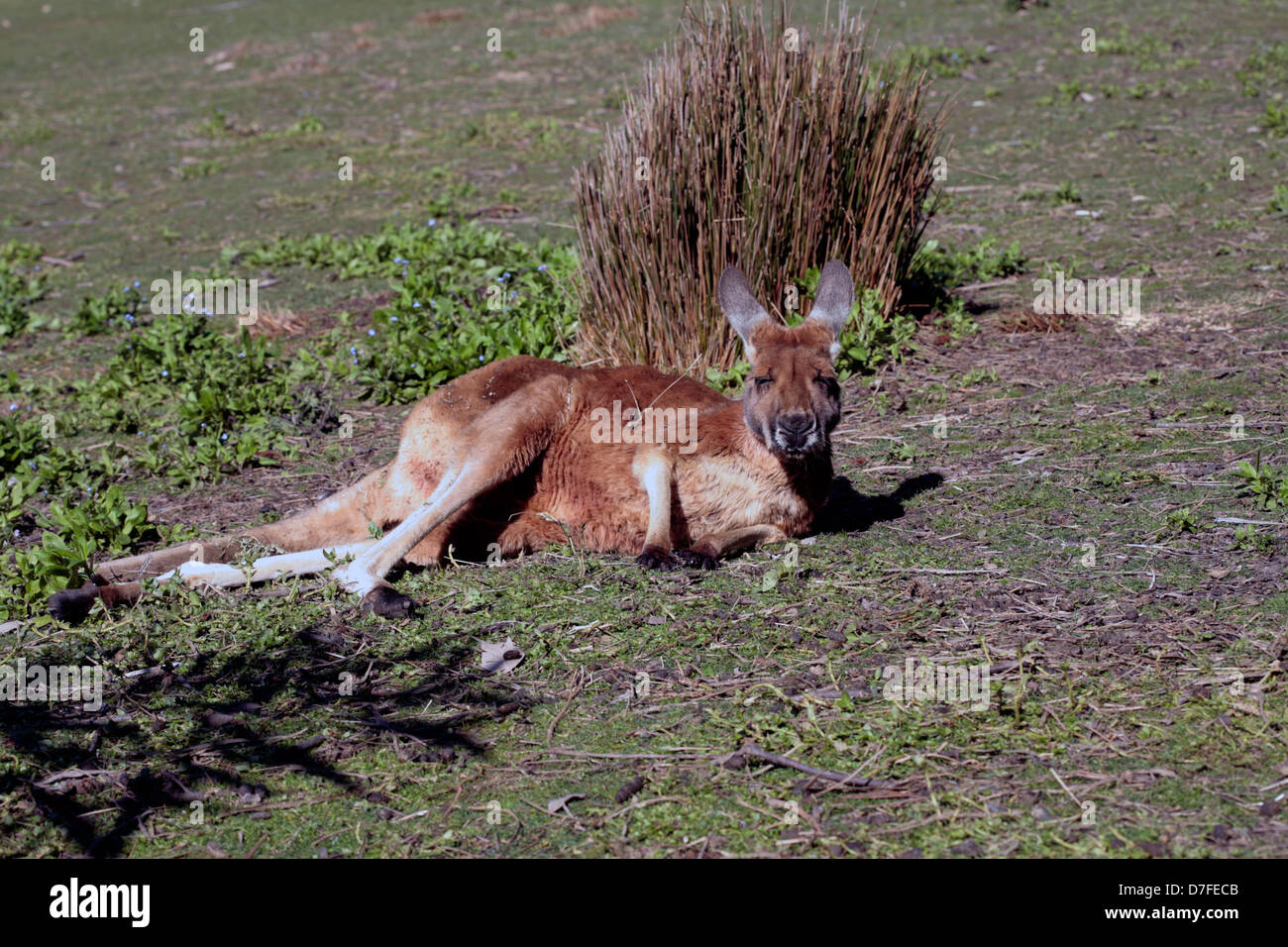 Australian Red Kangaroo - Macropus rufus - Family Macropodidae Stock ...