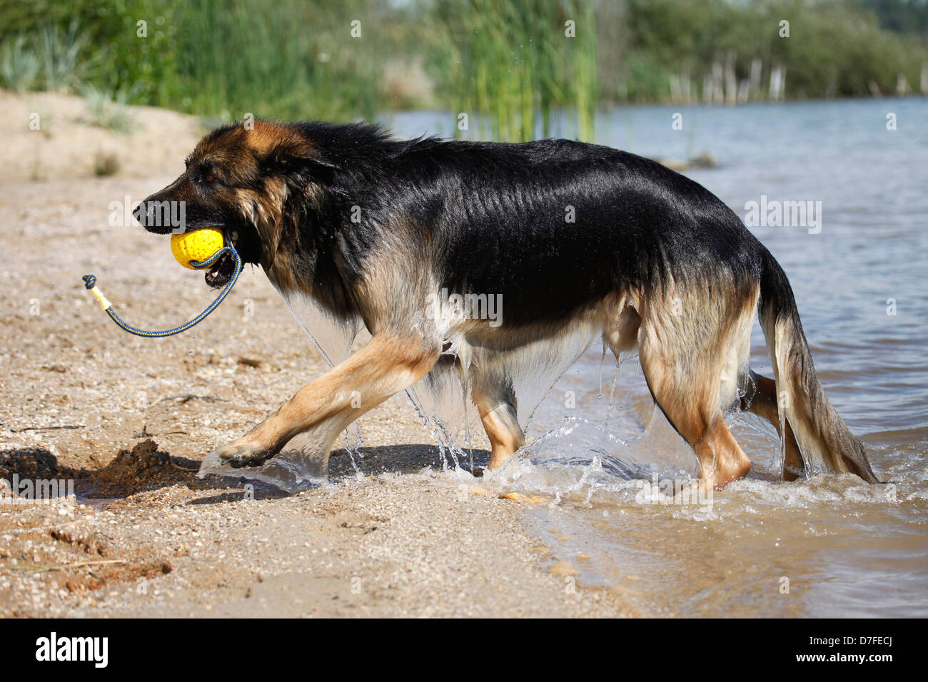 playing German Shepherd Stock Photo - Alamy