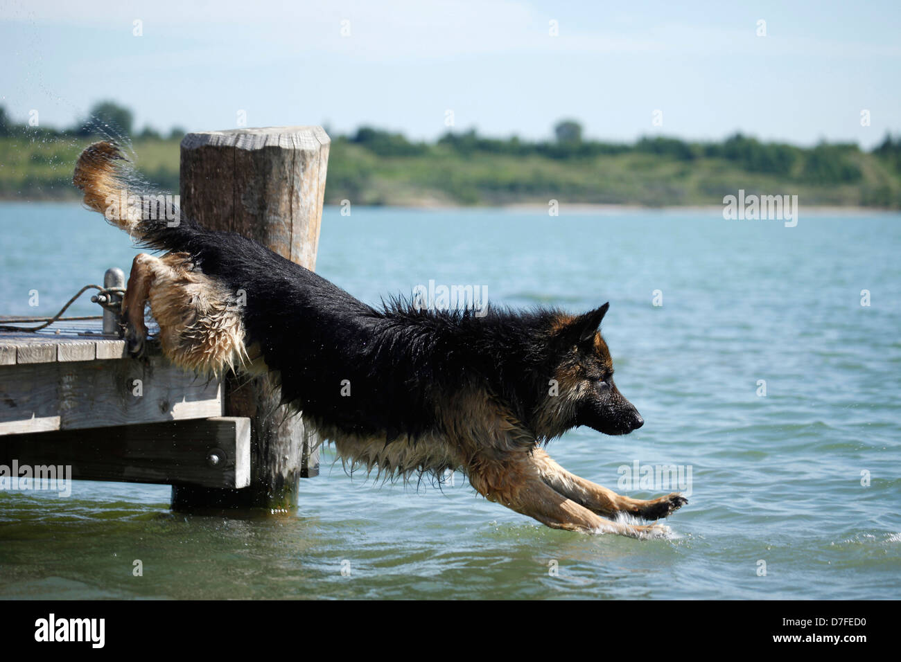 jumping German Shepherd Stock Photo - Alamy