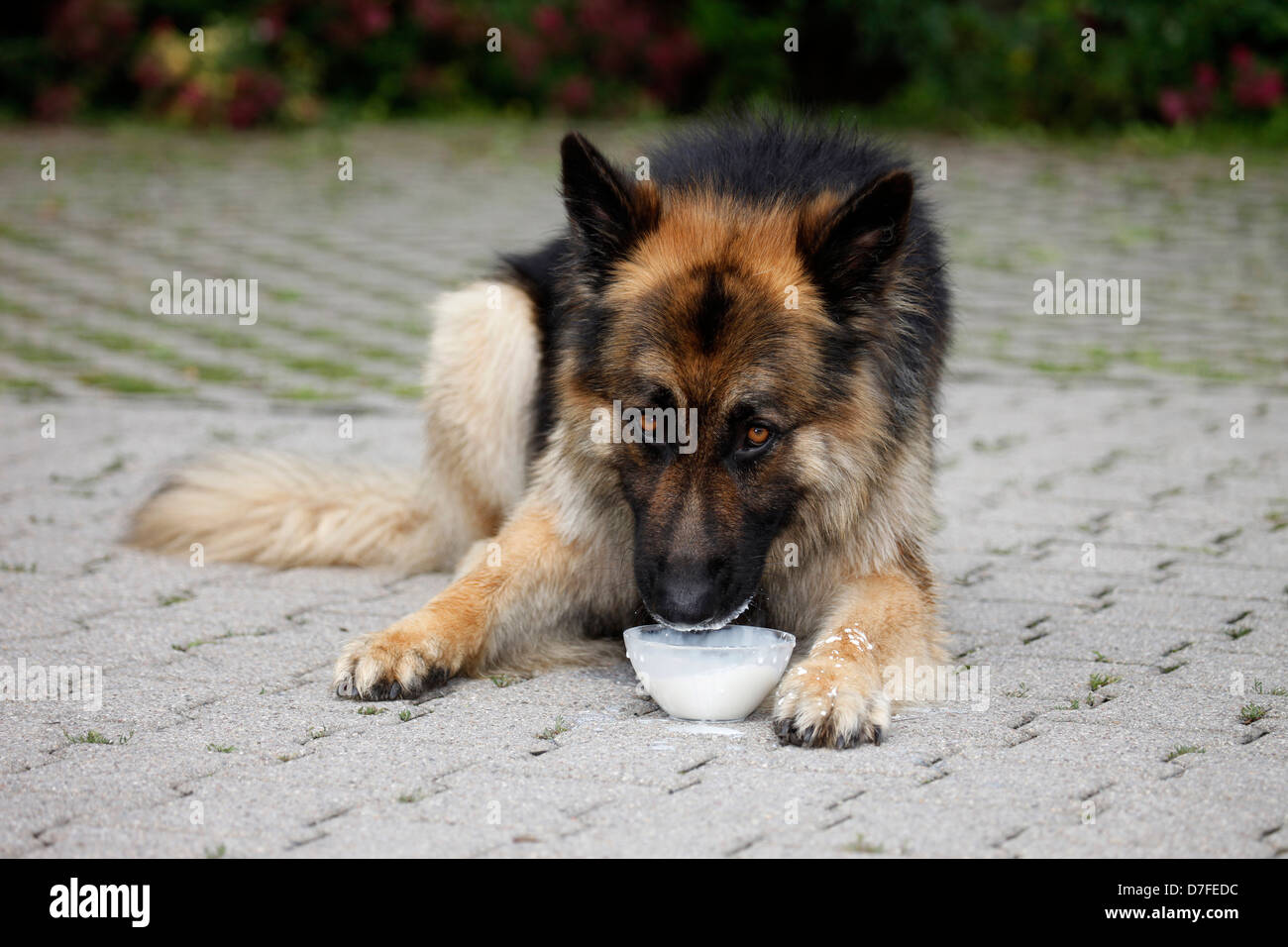 eating German Shepherd Stock Photo - Alamy