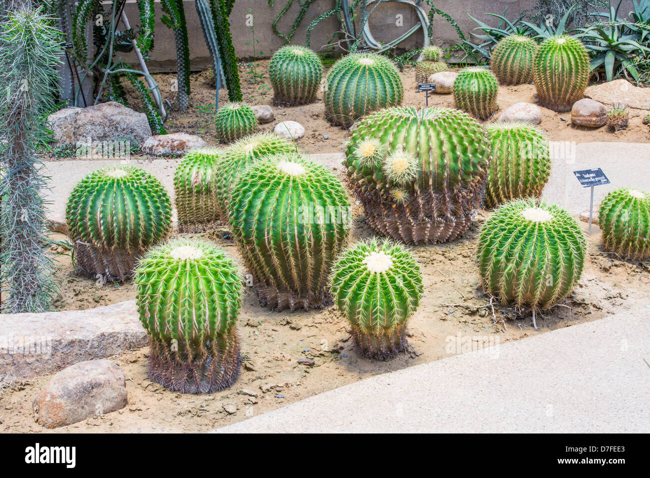 Cactus garden-suanluangrama9 in thailand Stock Photo - Alamy