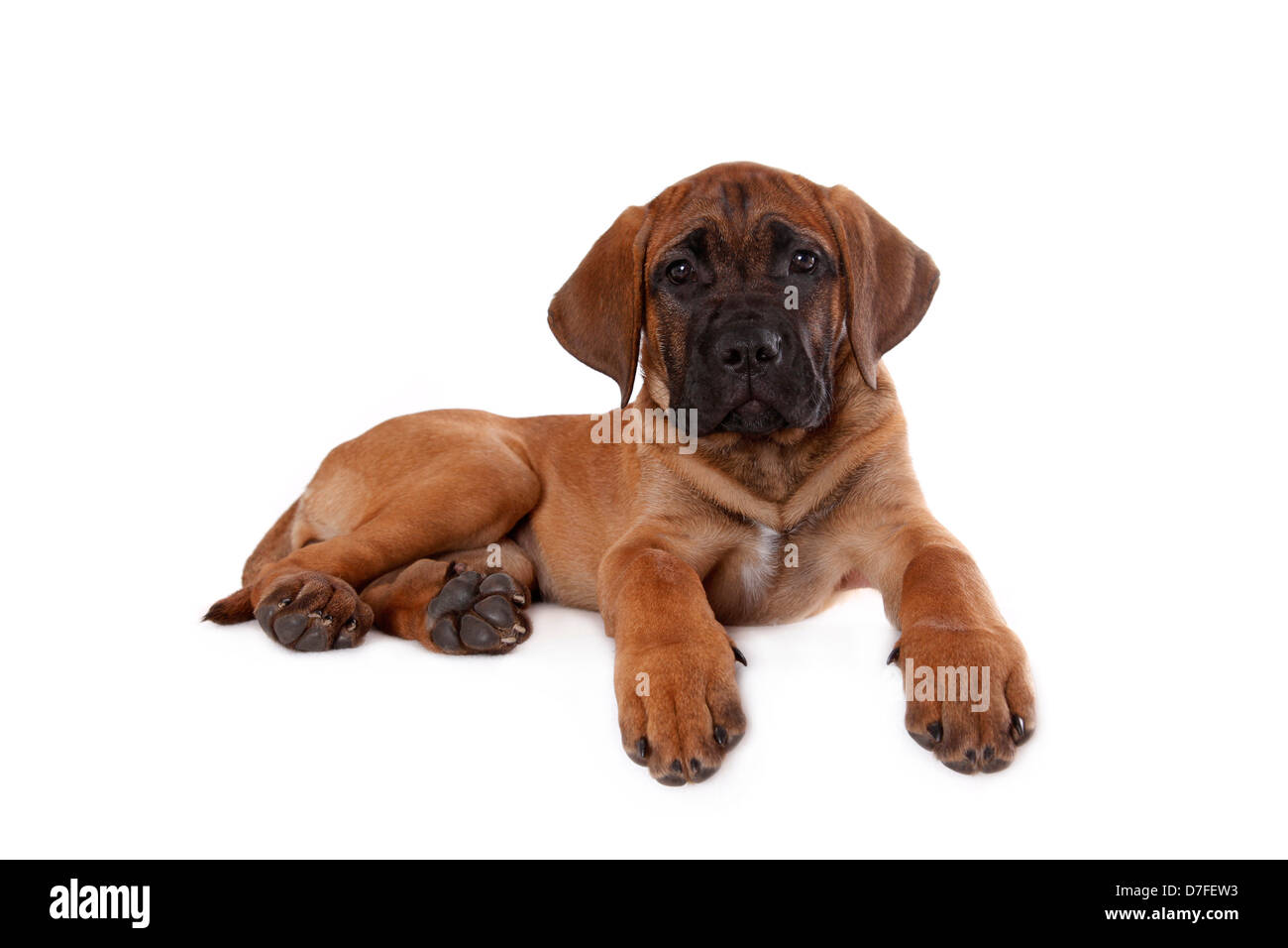 Cane Corso Puppy Stock Photo - Alamy
