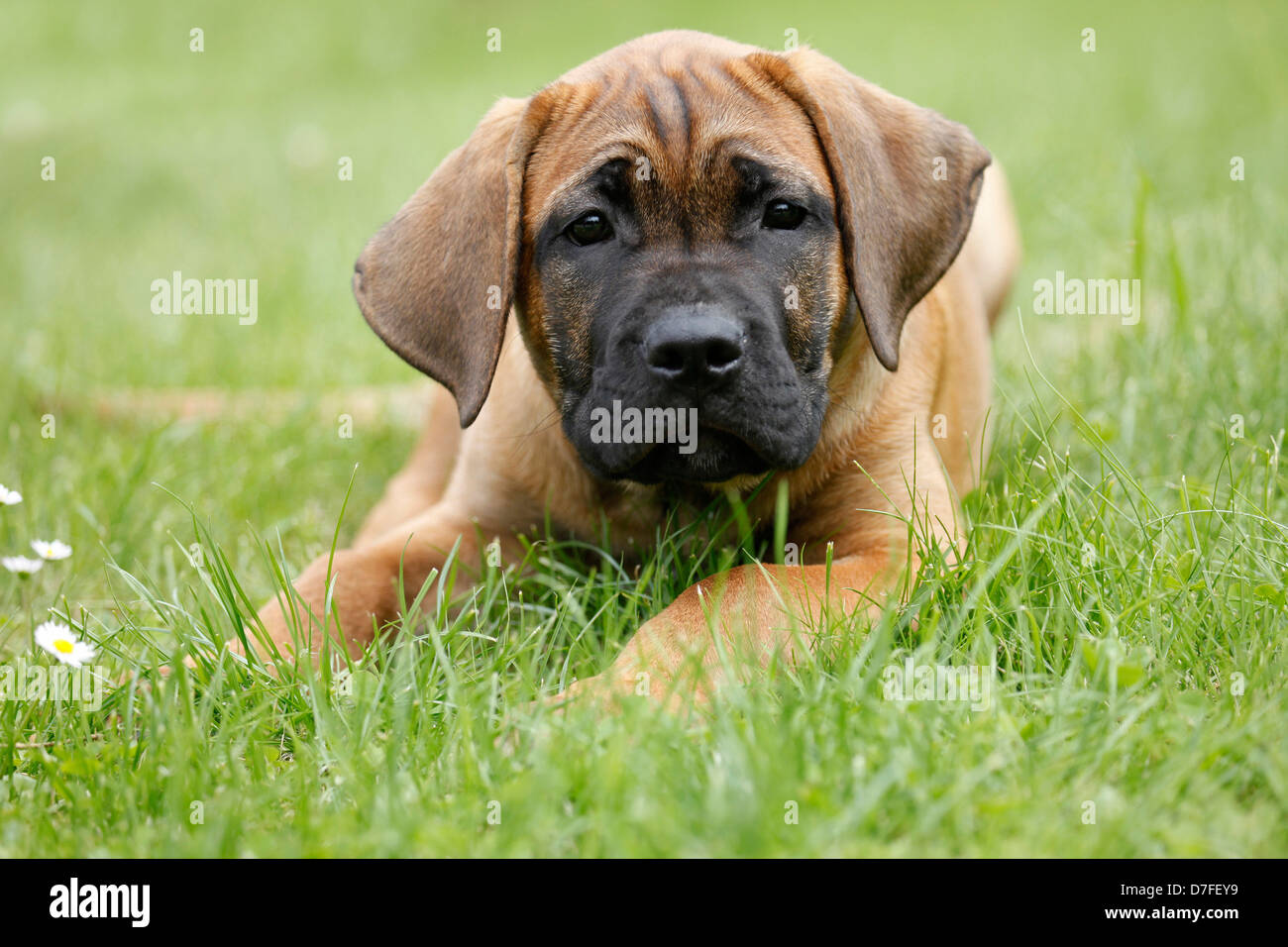 Cane Corso Puppy Stock Photo - Alamy