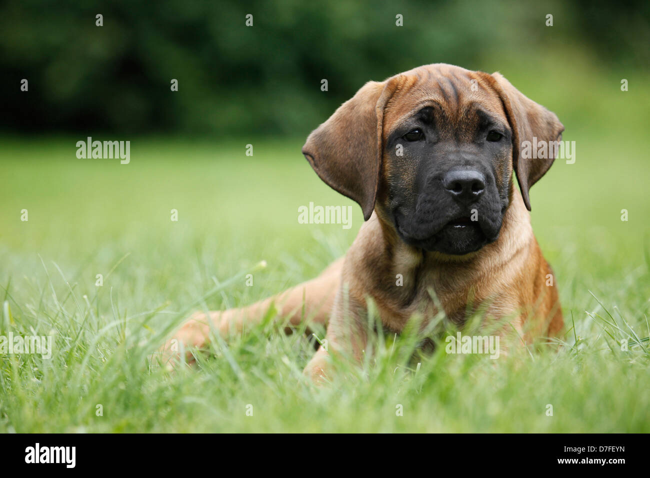 Cane Corso Puppy Stock Photo - Alamy