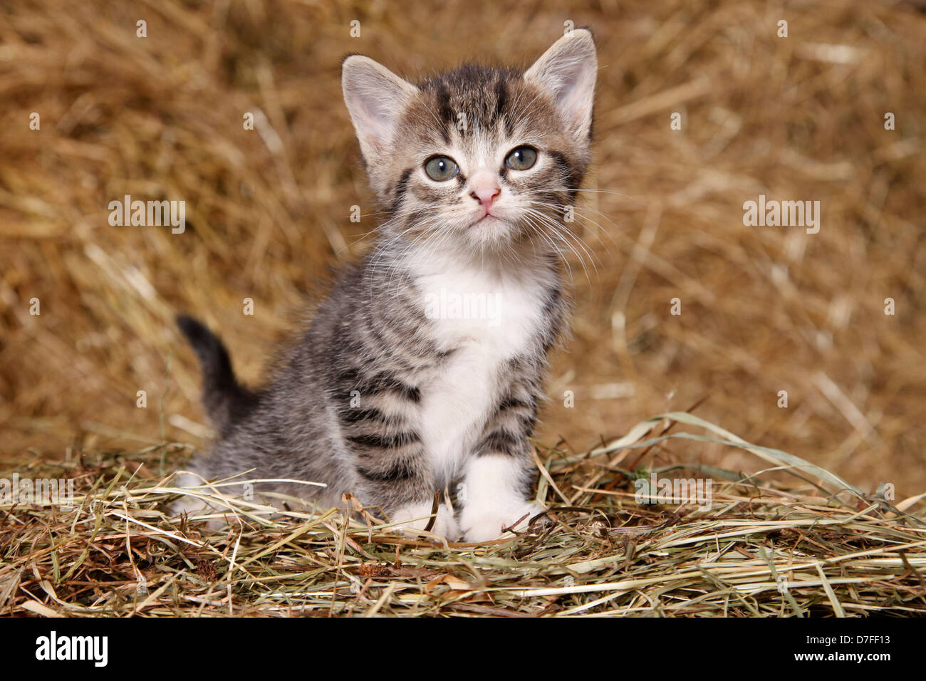 Tabby hay hi-res stock photography and images - Alamy