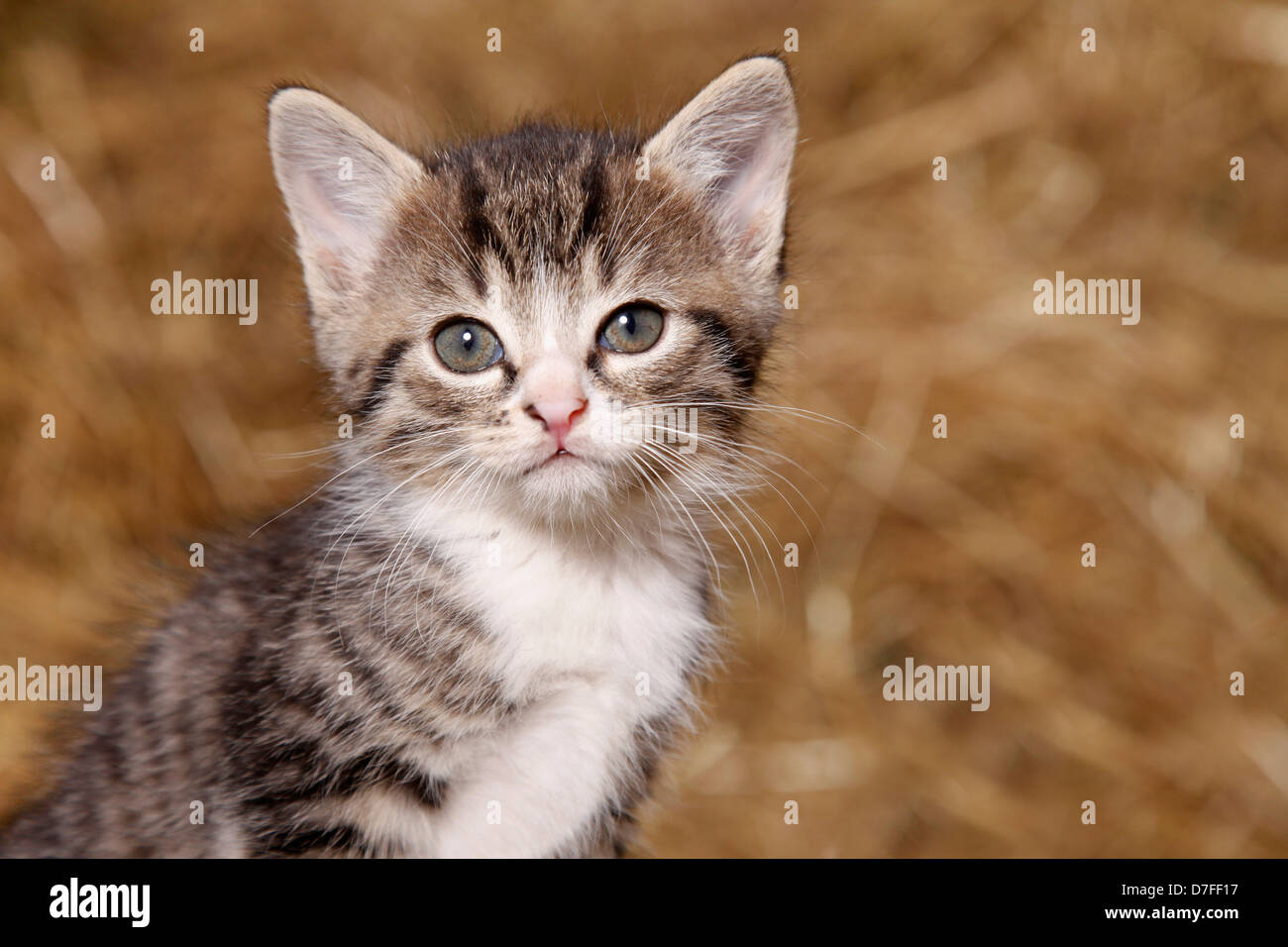 Tabby kitten in straw hi-res stock photography and images - Alamy