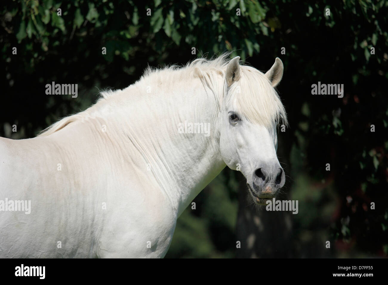 Pura Raza Espanola Portrait Stock Photo - Alamy