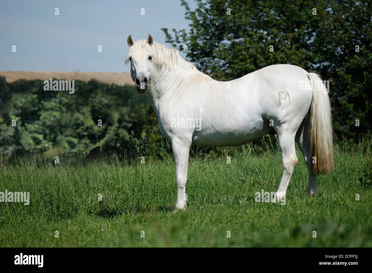 Pura Raza Espanola Stock Photo - Alamy