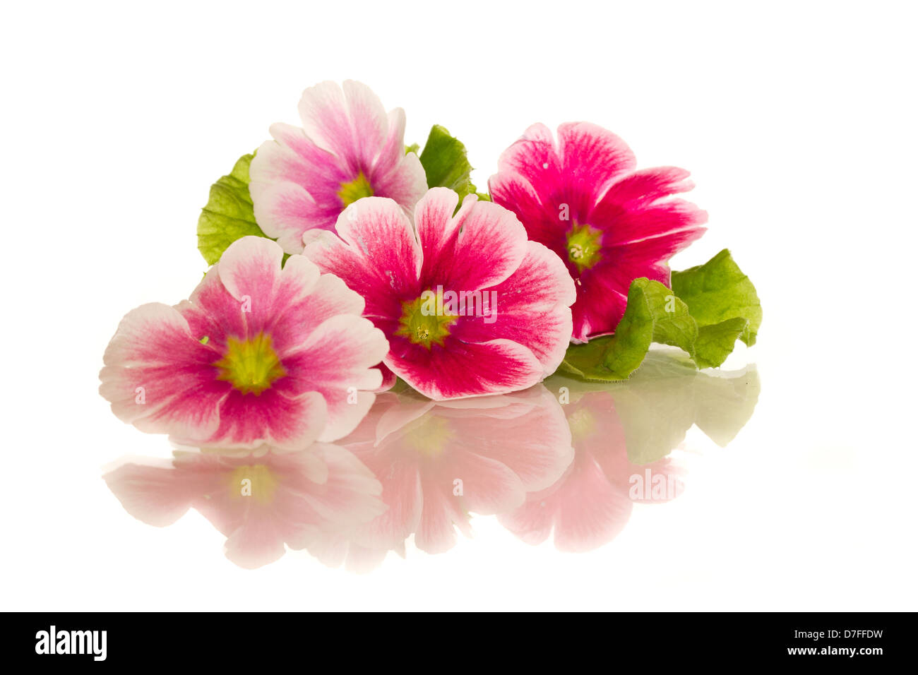 Beautiful red small summer flowers Cut Out Stock Images & Pictures - Alamy