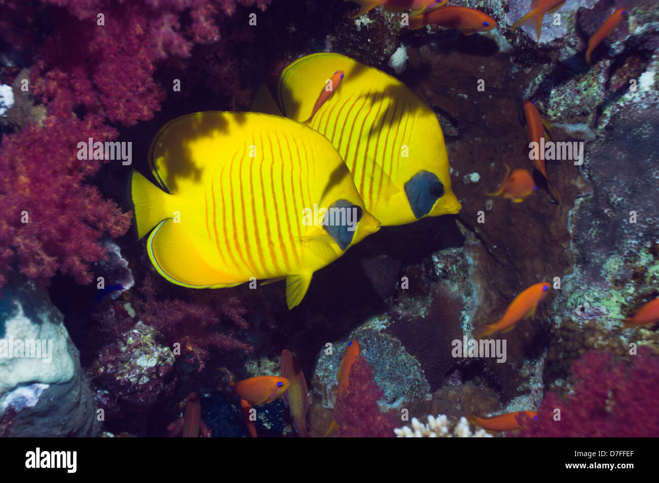 Pair of Golden butterflyfish. Egypt, Red Sea Stock Photo - Alamy