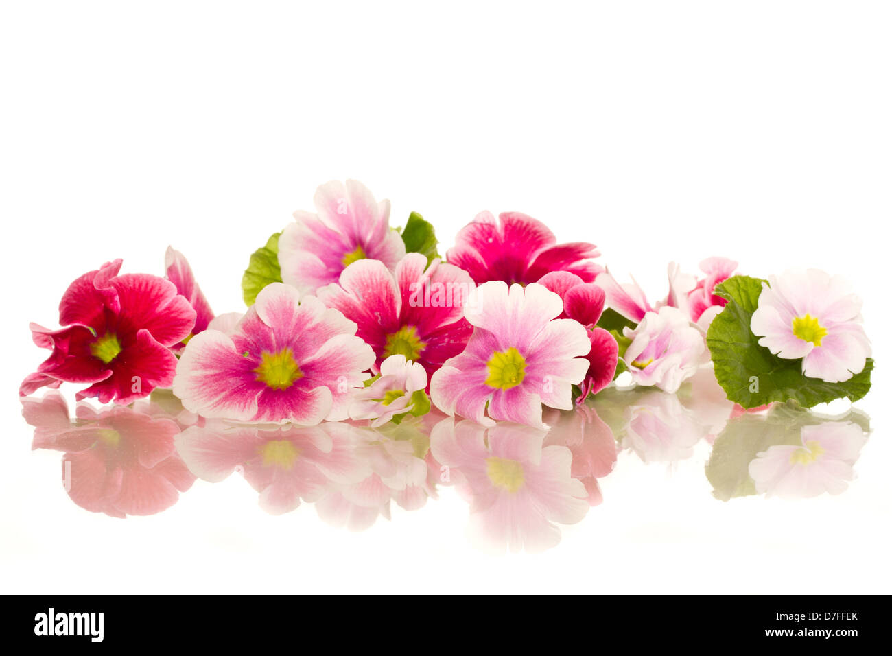 Beautiful red small summer flowers Cut Out Stock Images & Pictures - Alamy