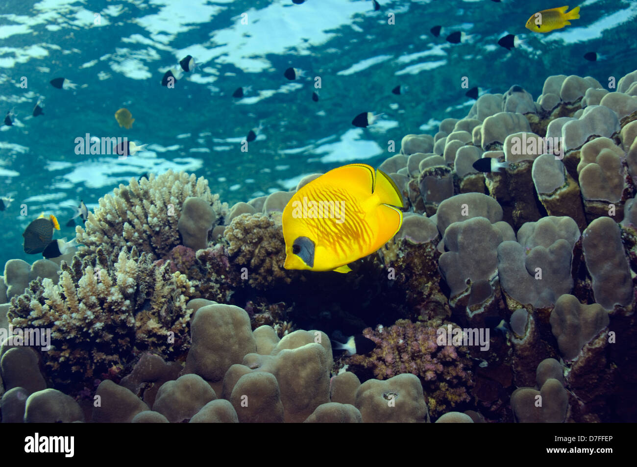 Golden butterflyfish (Chaetodon semilarvatus) swimming over coral reef ...