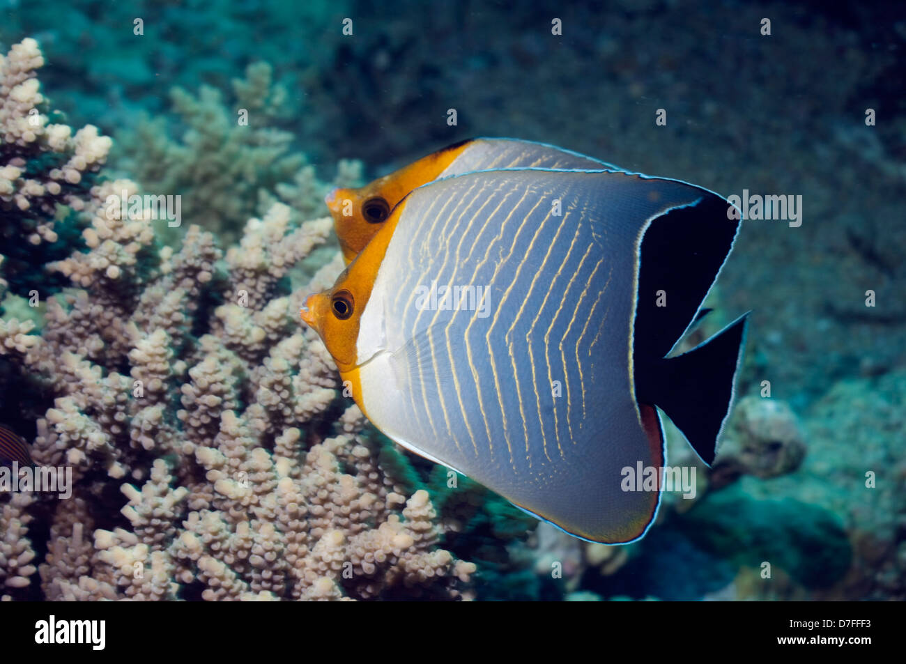 Red Sea orange face butterflyfish or Hooded butterflyfish (Chaetodon ...