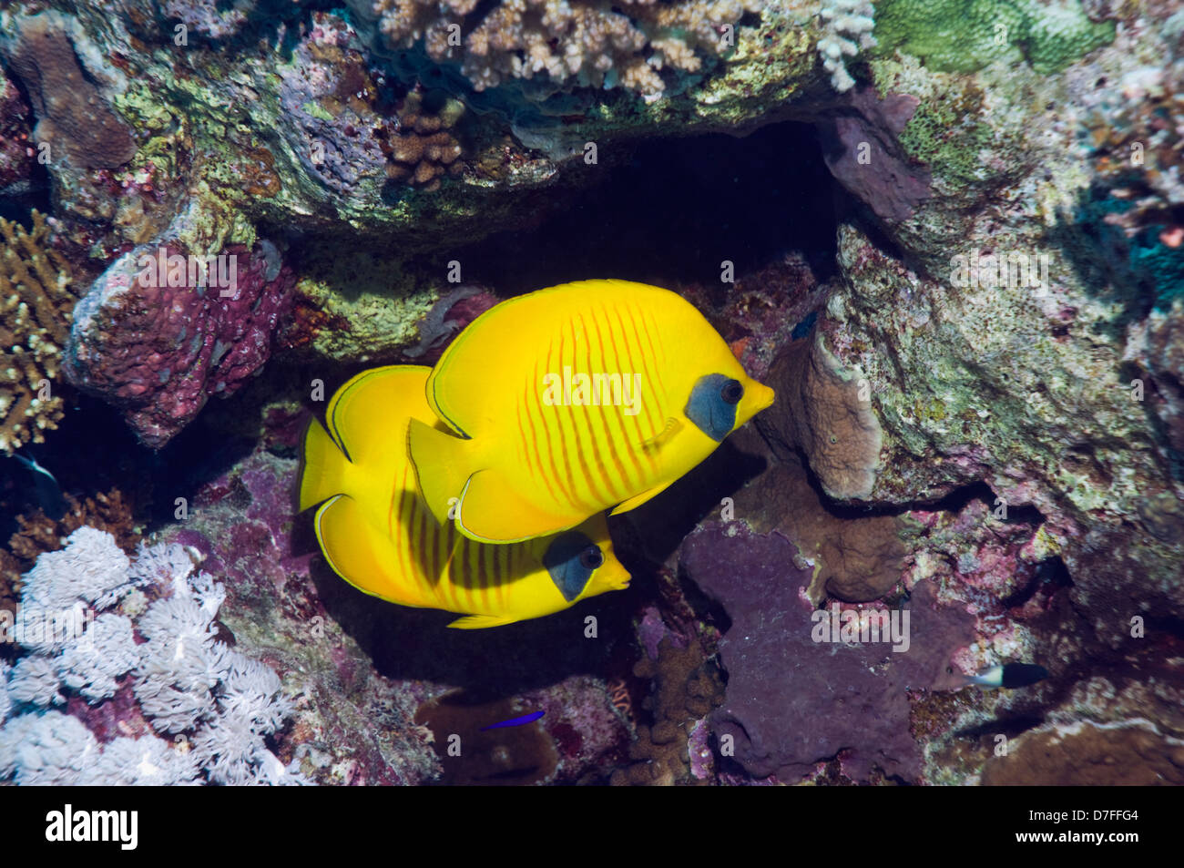 Golden butterflyfish (Chaetodon semilarvatus) pair against coral rock ...