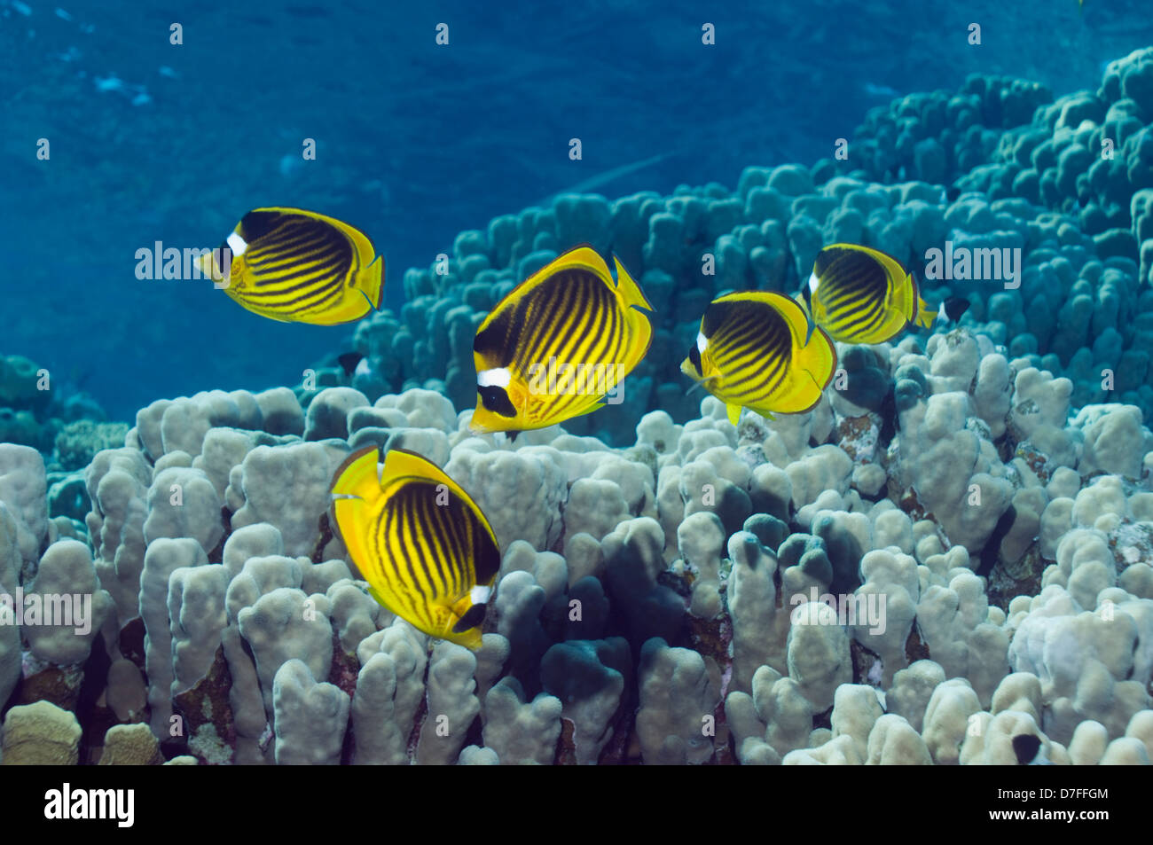 Red Sea raccoon butterflyfish (Chaetodon fasciatus) over coral reef ...
