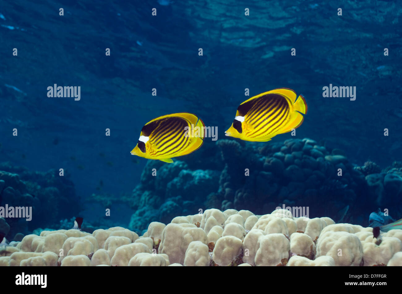 Red Sea raccoon butterflyfish (Chaetodon fasciatus) over coral reef ...