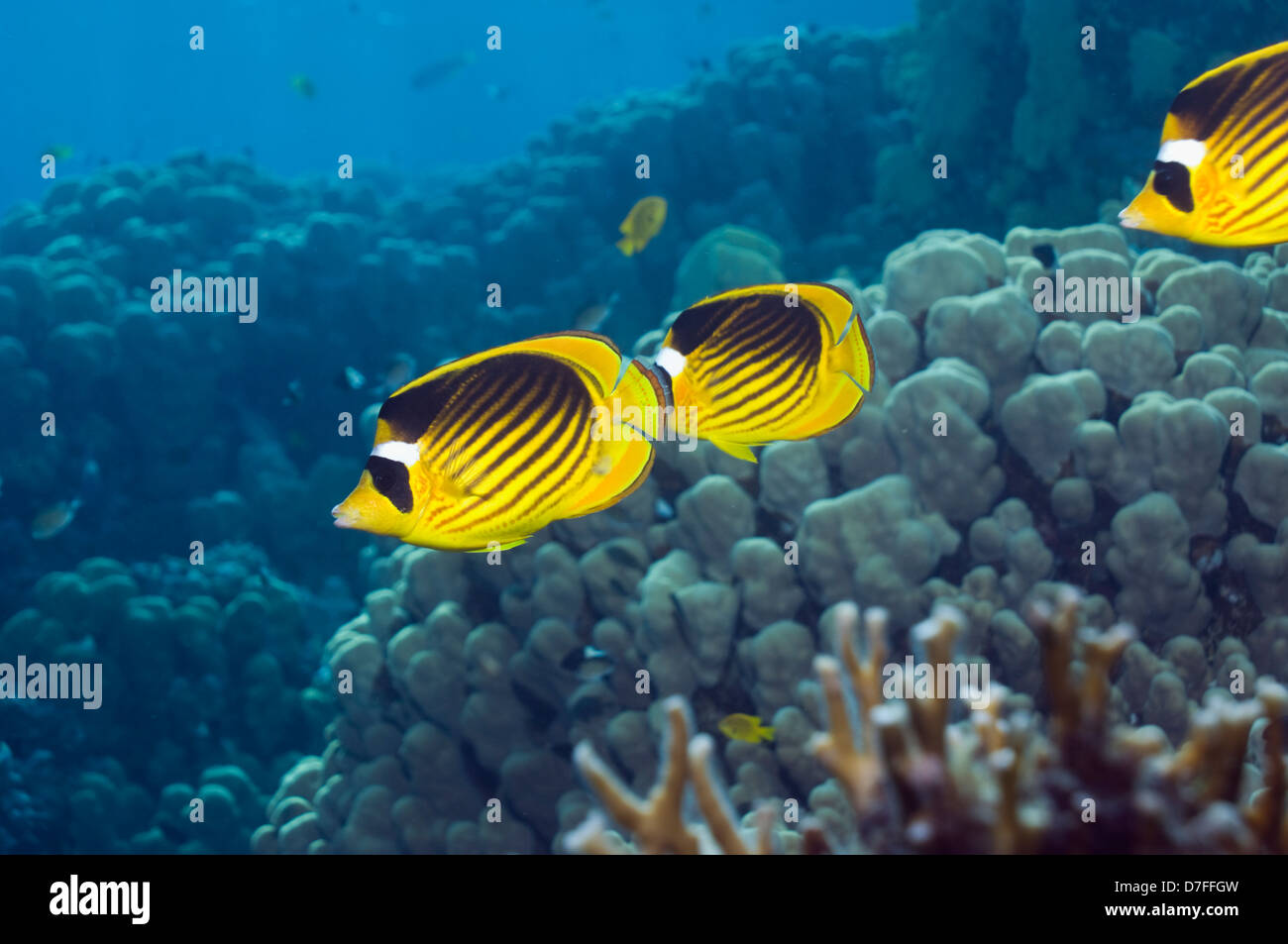 Red Sea raccoon butterflyfish (Chaetodon fasciatus) over coral reef ...