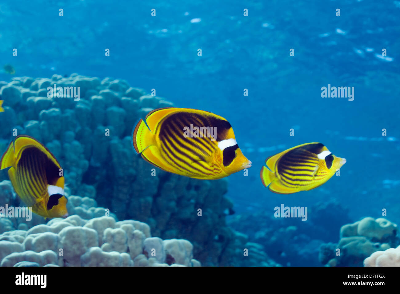 Red Sea raccoon butterflyfish (Chaetodon fasciatus) over coral reef ...