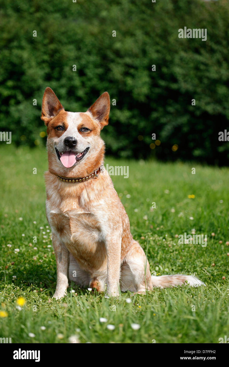 sitting Australian Cattle Dog Stock Photo - Alamy