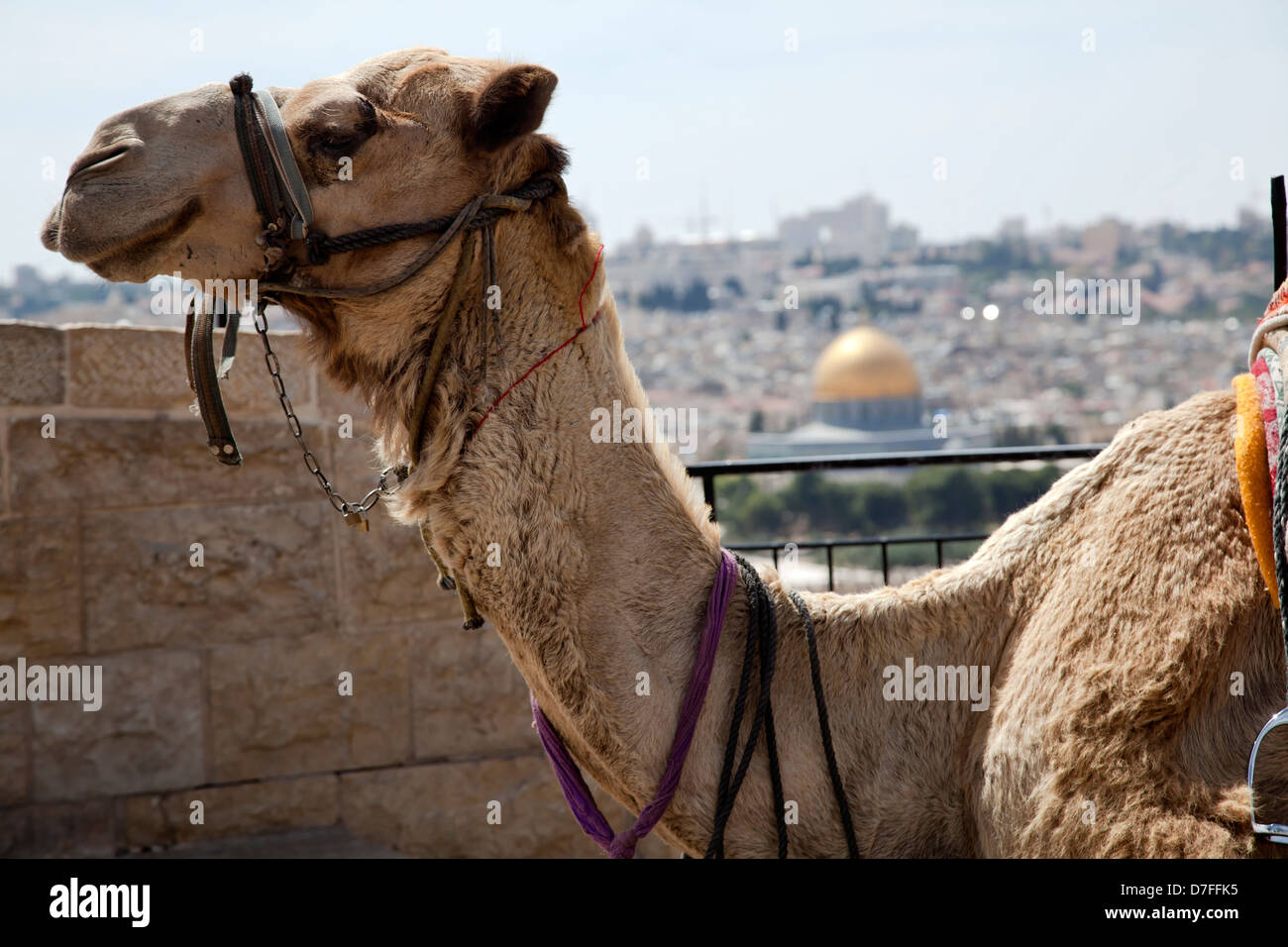 A smiling camel in Jerusalem resting at Mount Olives viewpoint on old ...