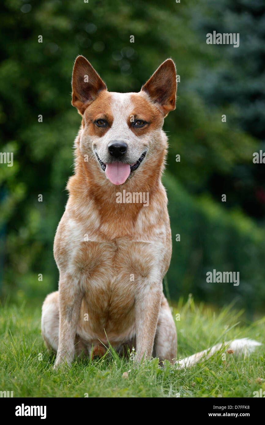 sitting Australian Cattle Dog Stock Photo - Alamy