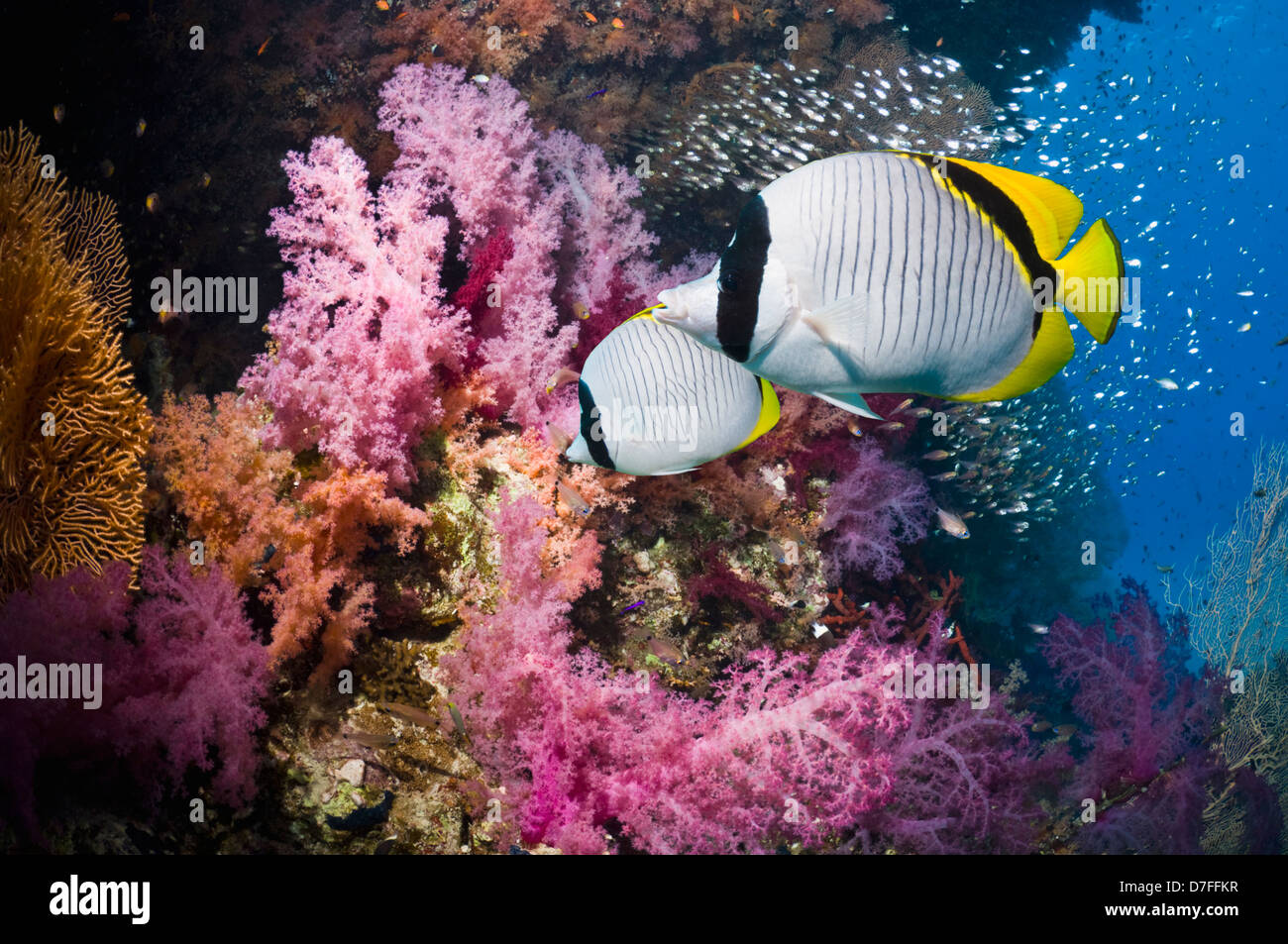 Lined butterflyfish chaetodon lineolatus hi-res stock photography and ...