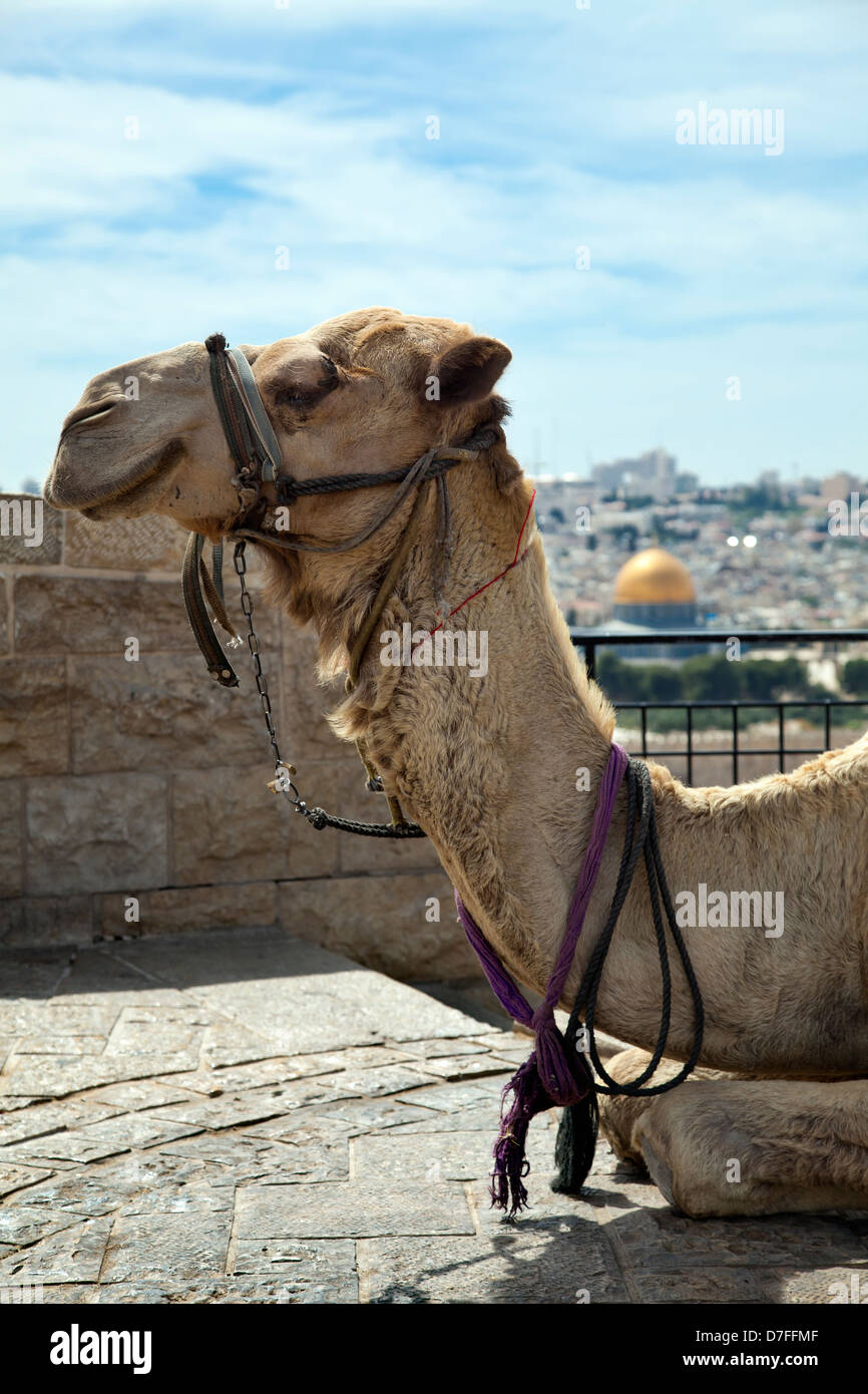 A smiling camel in Jerusalem resting at Mount Olives viewpoint on old ...