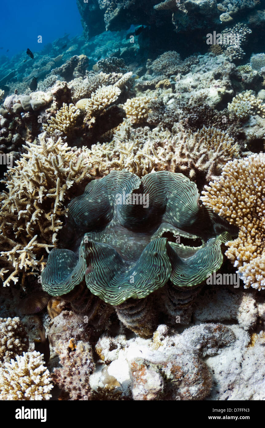 Fluted giant clam (Tridacna squamosa) on coral reef. Maldives Stock ...