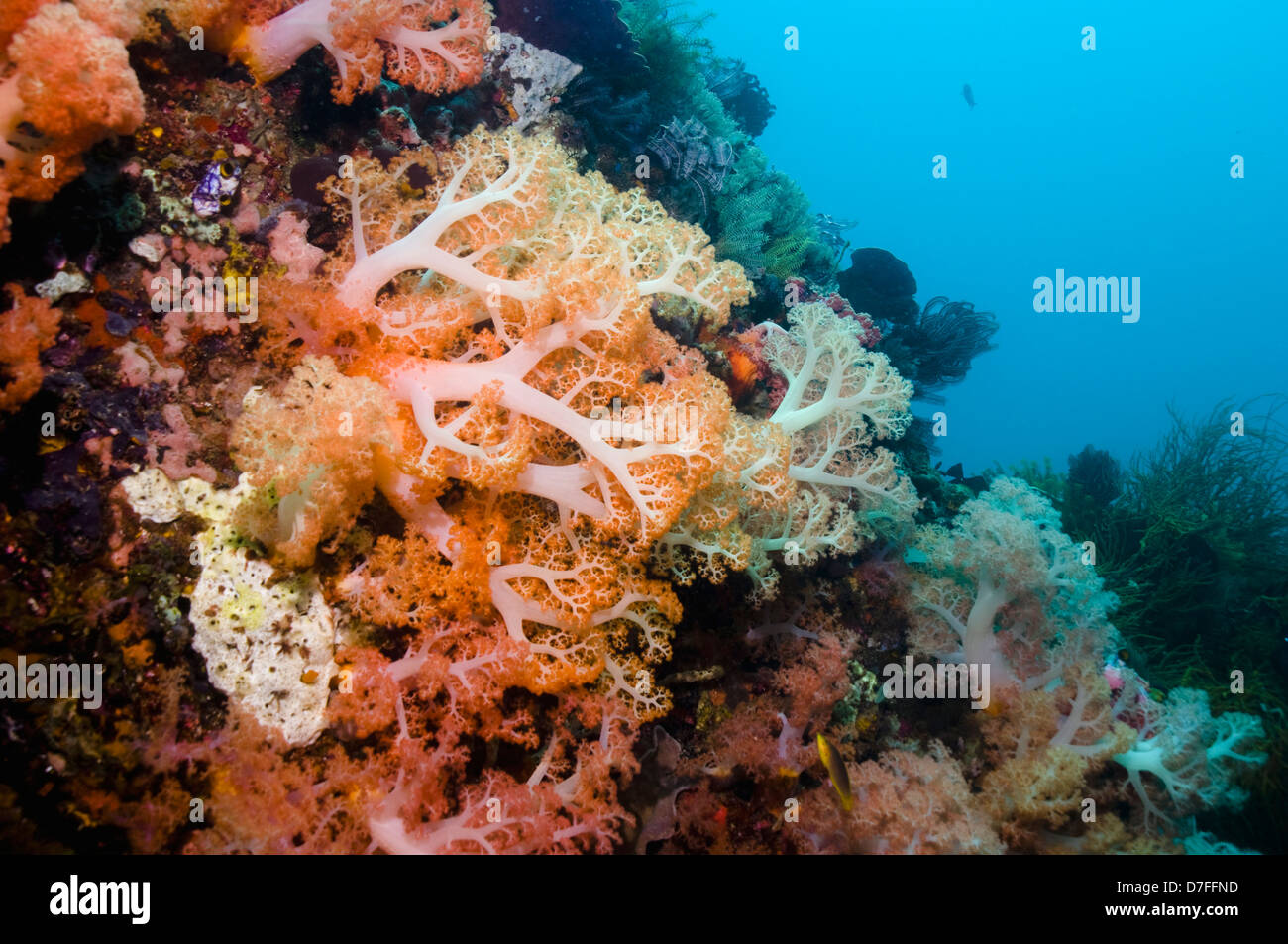Soft corals (Scleronephthya sp) on reef wall Rinca, Komodo National ...