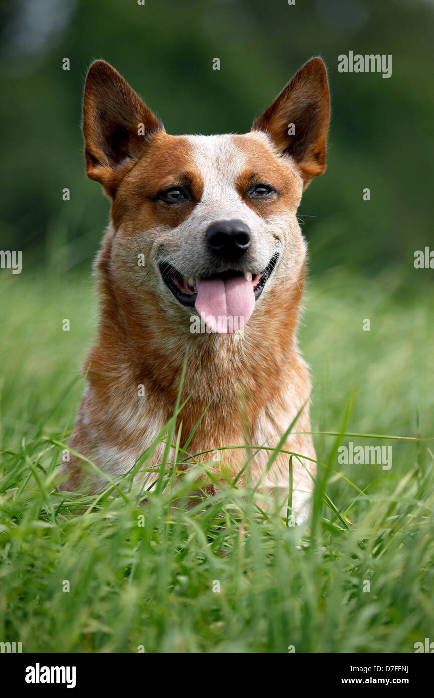 sitting Australian Cattle Dog Stock Photo - Alamy