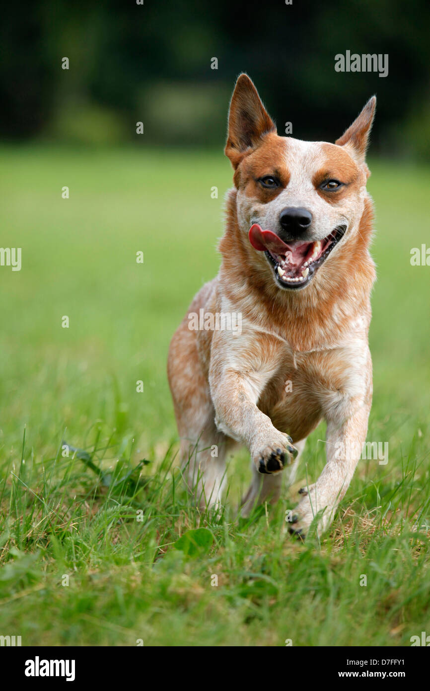 running Australian Cattle Dog Stock Photo - Alamy
