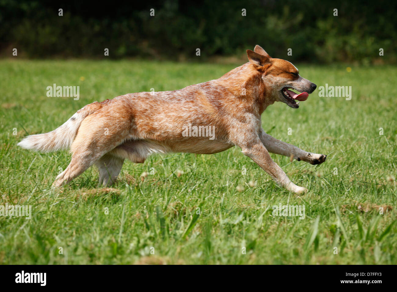 running Australian Cattle Dog Stock Photo - Alamy