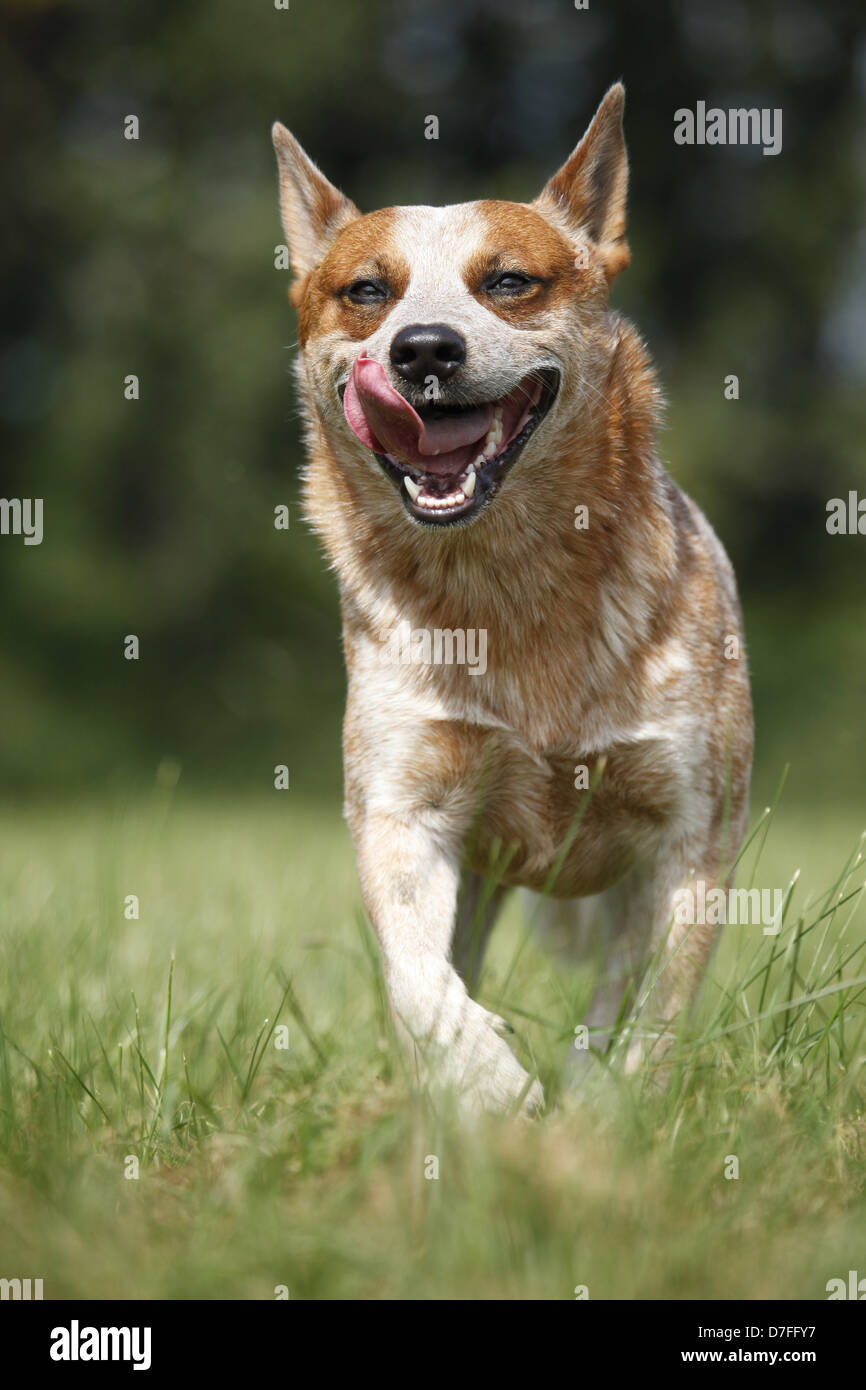 running Australian Cattle Dog Stock Photo - Alamy