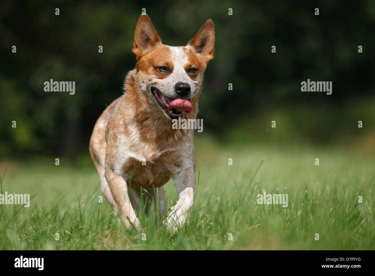 running Australian Cattle Dog Stock Photo - Alamy