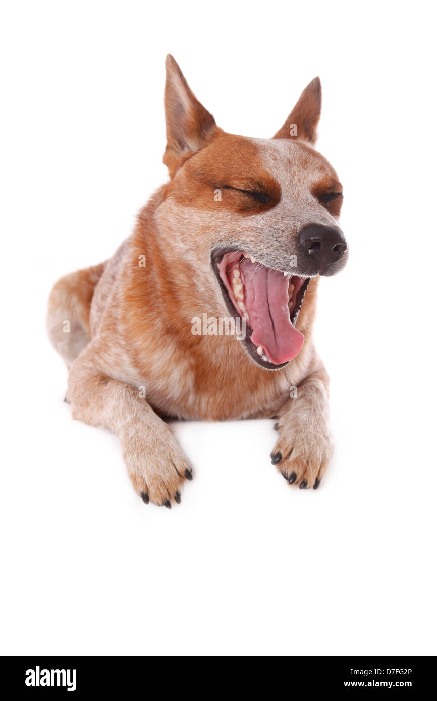 Australian queensland Cut Out Stock Images & Pictures - Alamy