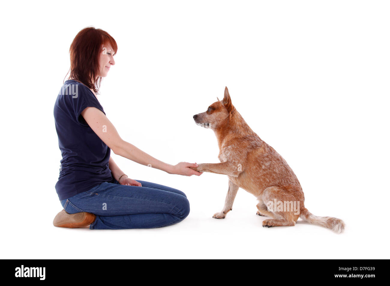 Male and female cattle hi-res stock photography and images - Alamy