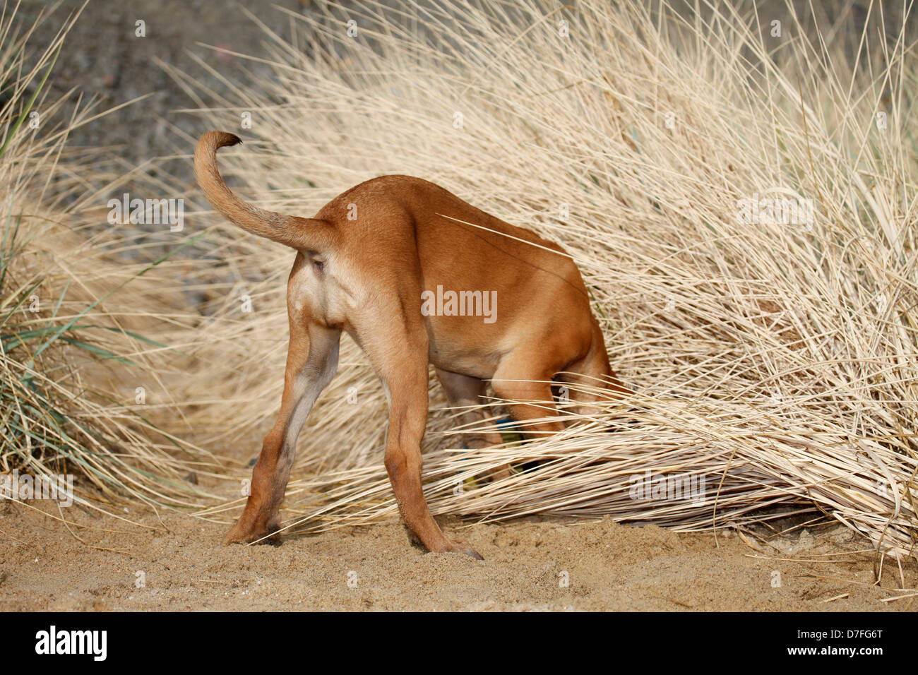 young Cane Corso Stock Photo - Alamy