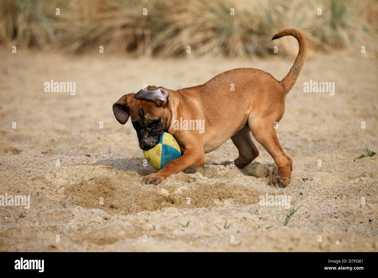 young Cane Corso Stock Photo - Alamy