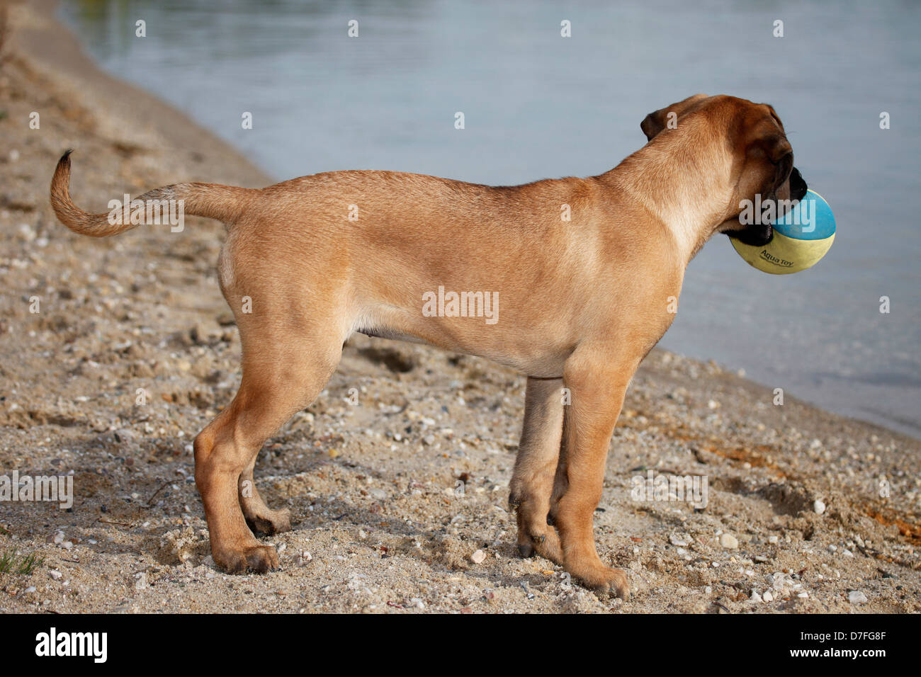 young Cane Corso Stock Photo - Alamy