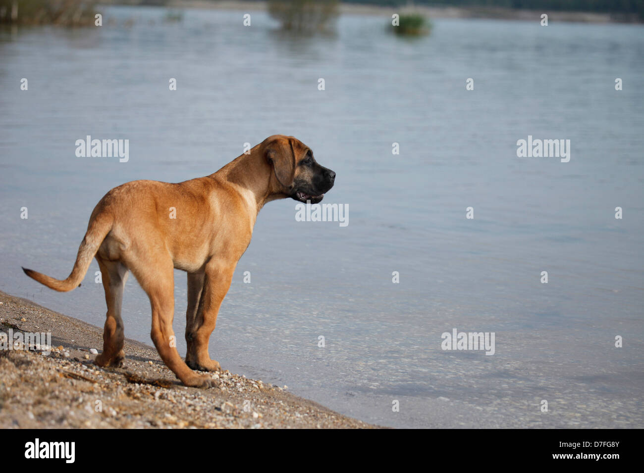 young Cane Corso Stock Photo - Alamy