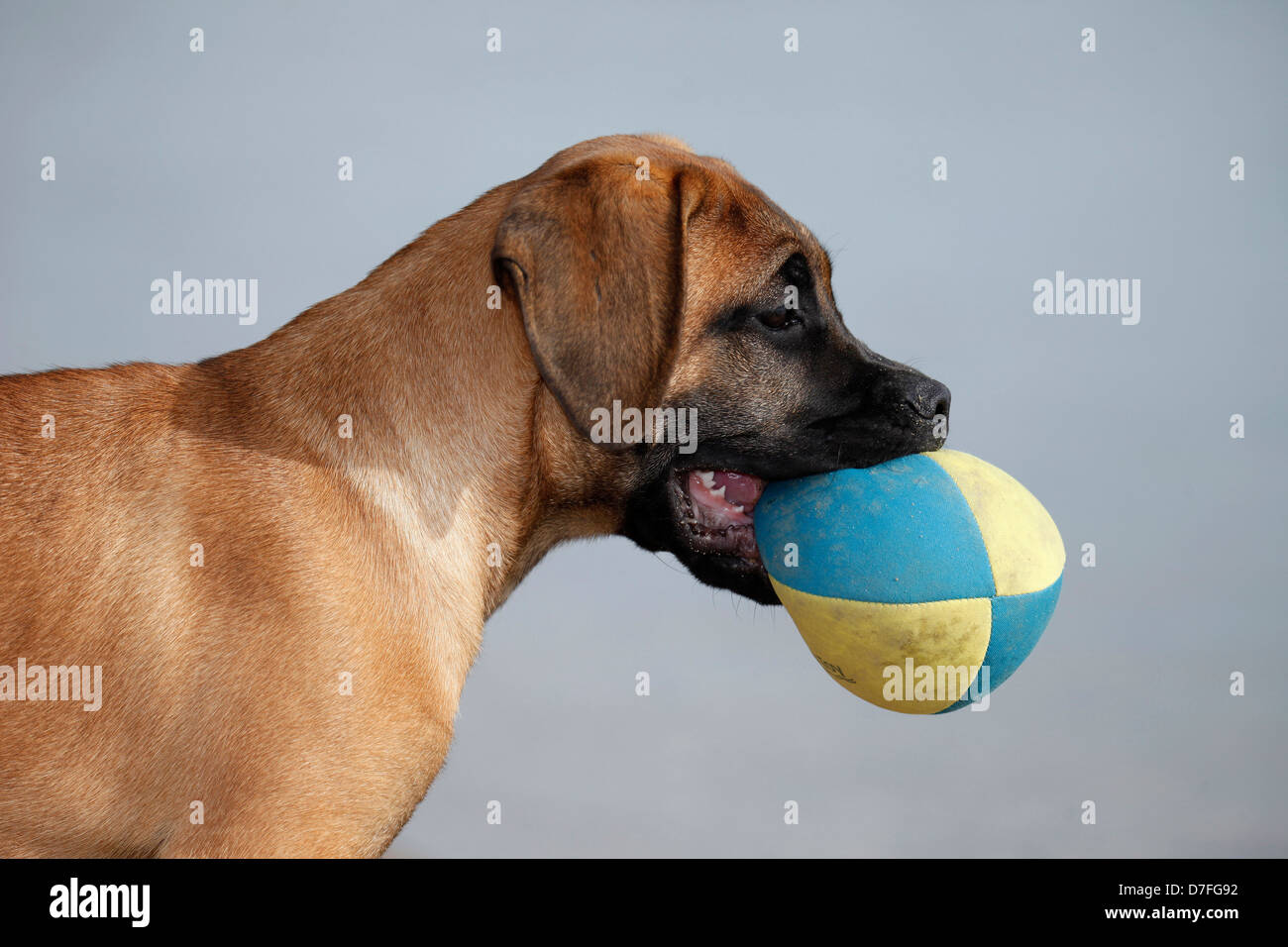 young Cane Corso Stock Photo - Alamy