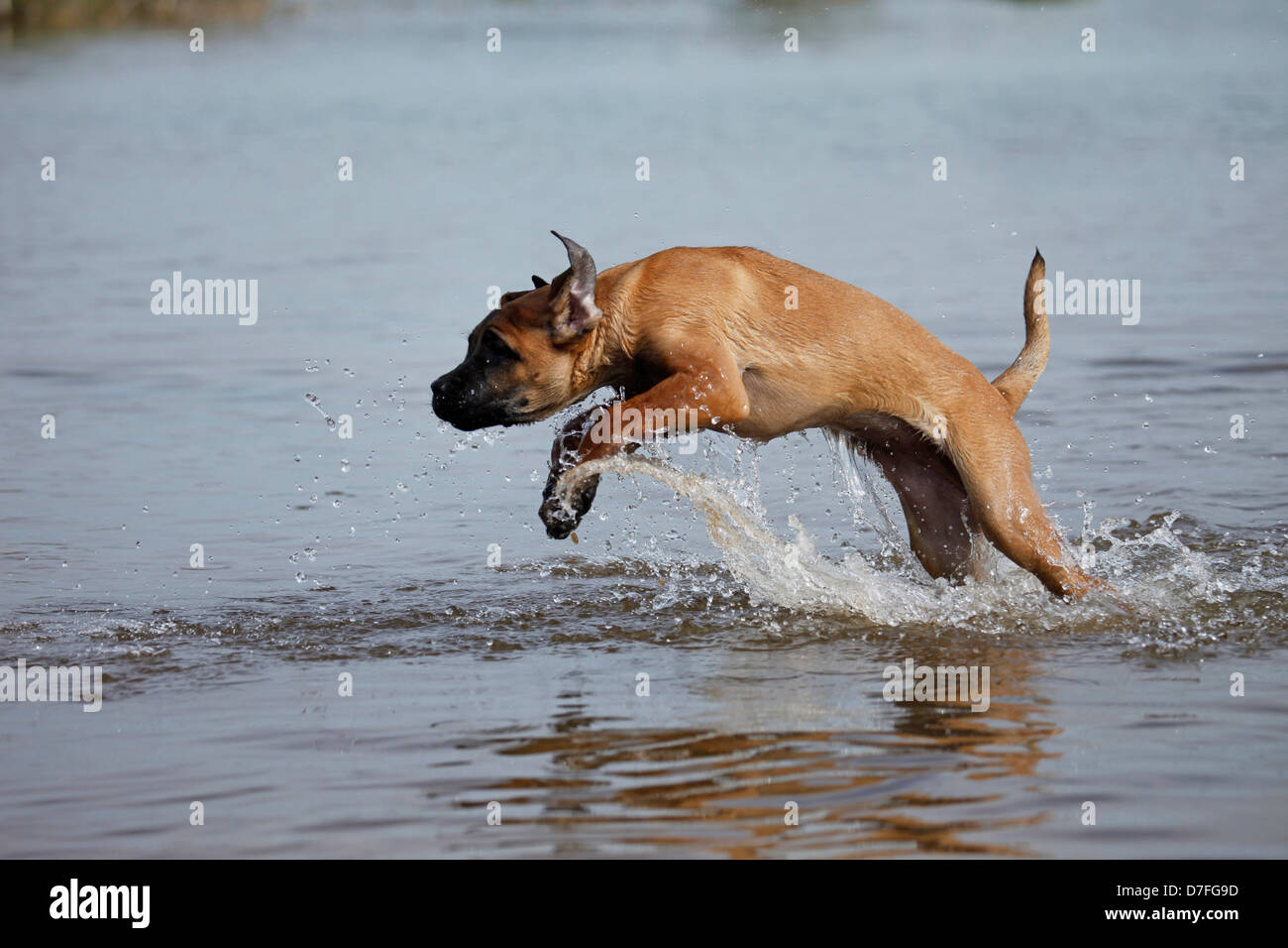 young Cane Corso Stock Photo - Alamy