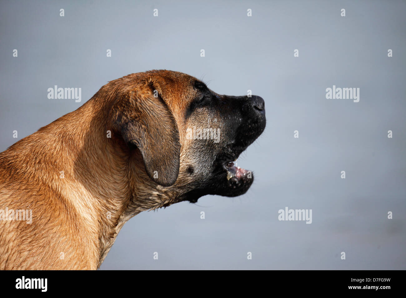 young Cane Corso Stock Photo - Alamy