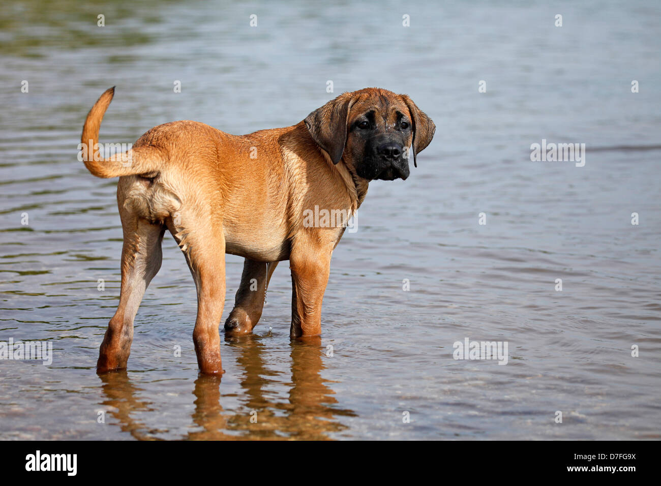 young Cane Corso Stock Photo - Alamy