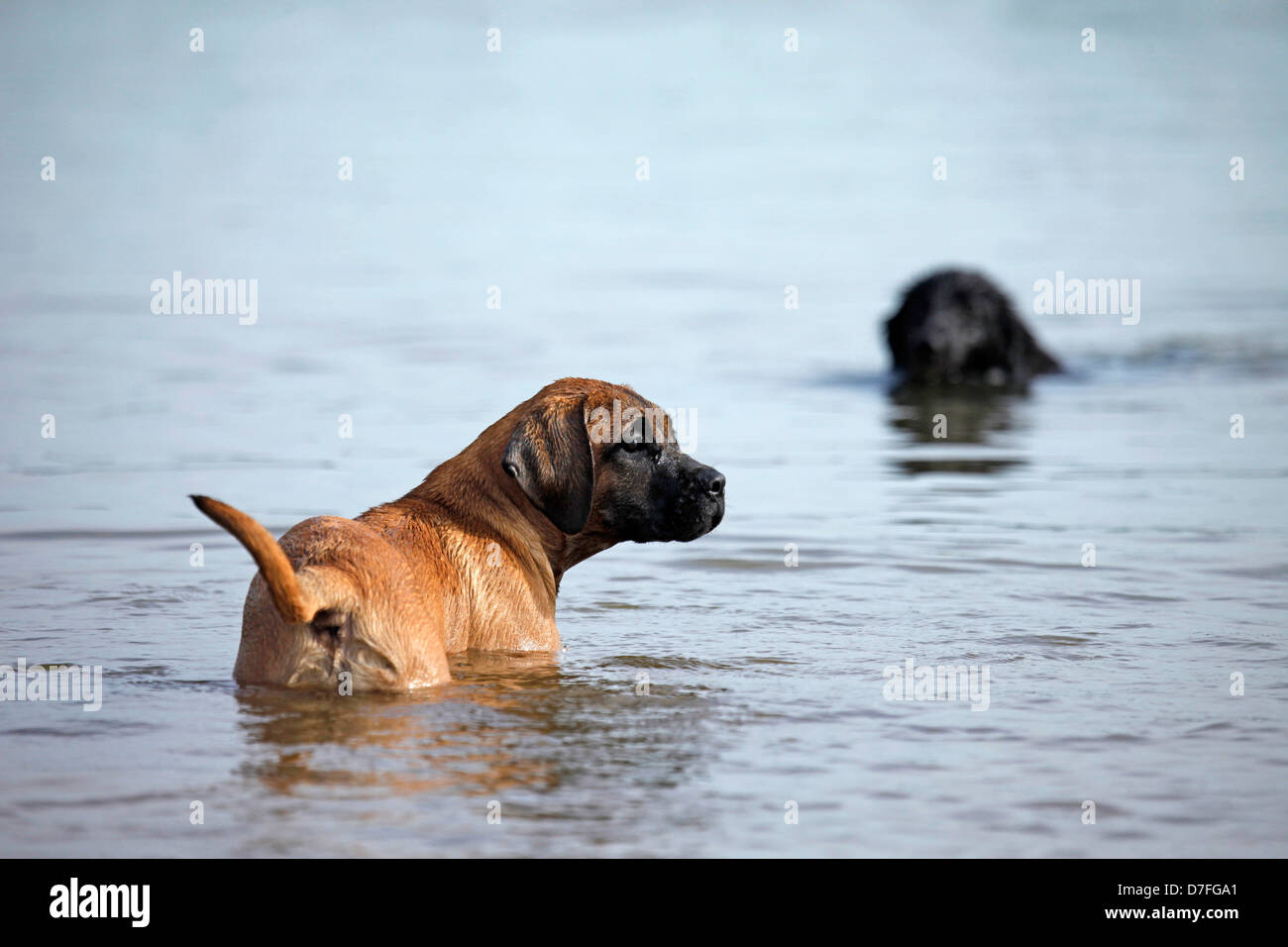 young Cane Corso Stock Photo - Alamy